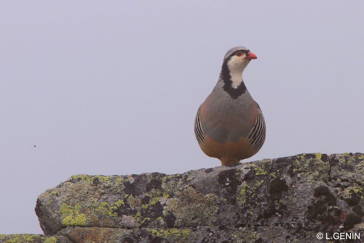 La perdrix bartavelle - Fédération Régionale des Chasseurs Auvergne ...